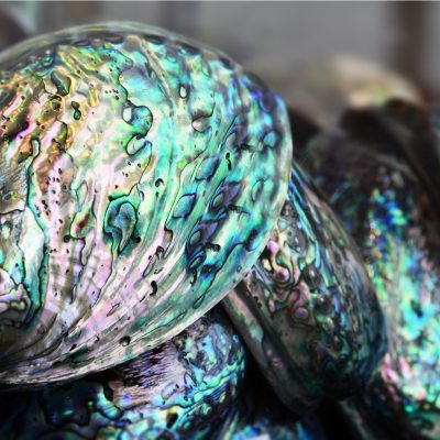 Paua | Shell Jewellery & Giftware – KreatioNZ Taonga